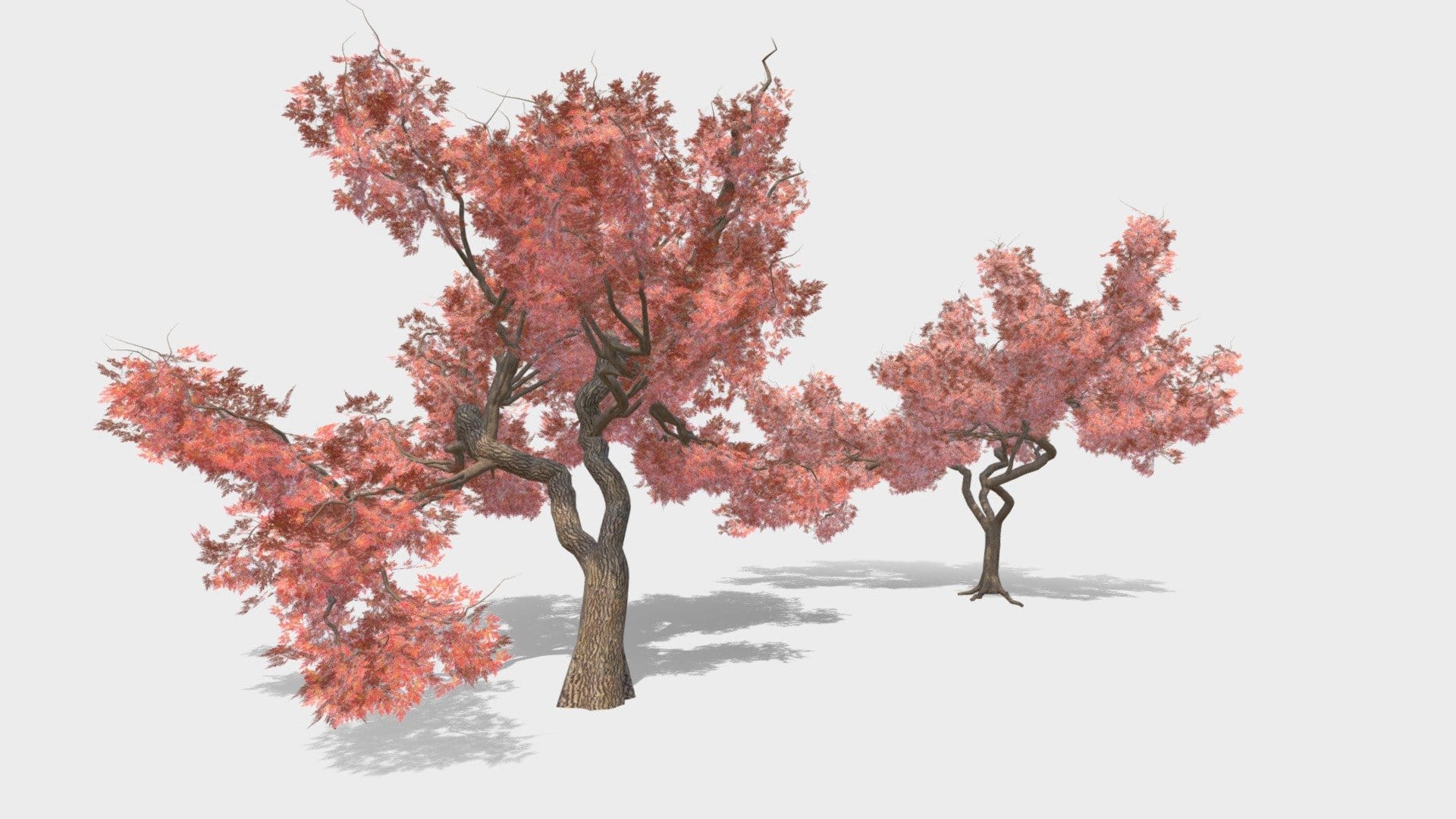 Japanese Maple tree 2 versions - OPEN3DSEA