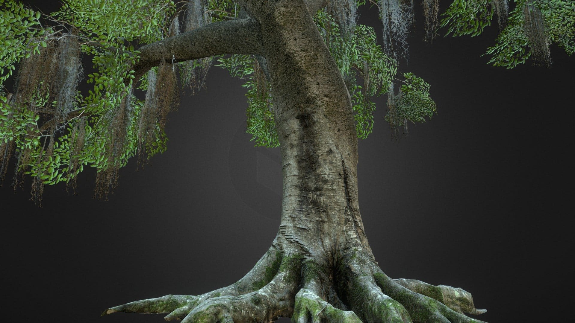 Photoscanned Beech Tree - OPEN3DSEA