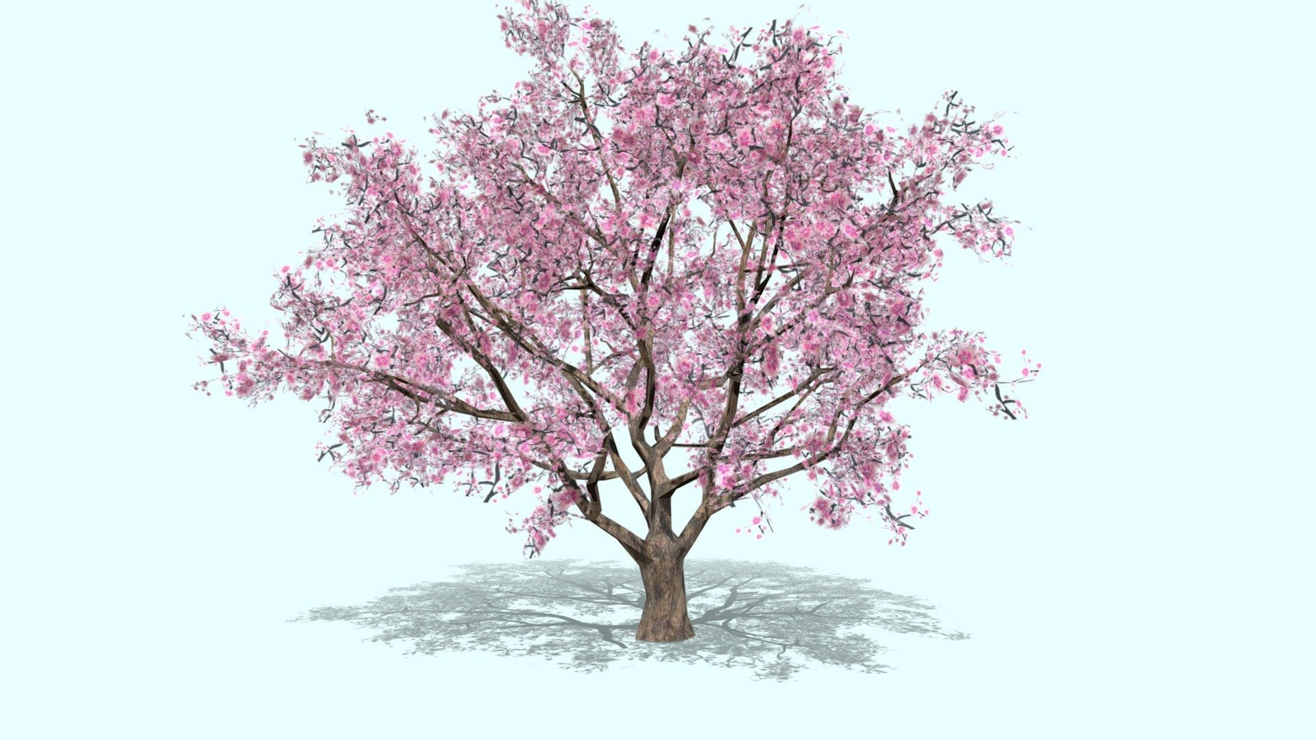 Sakura Tree Blossom cherry - OPEN3DSEA