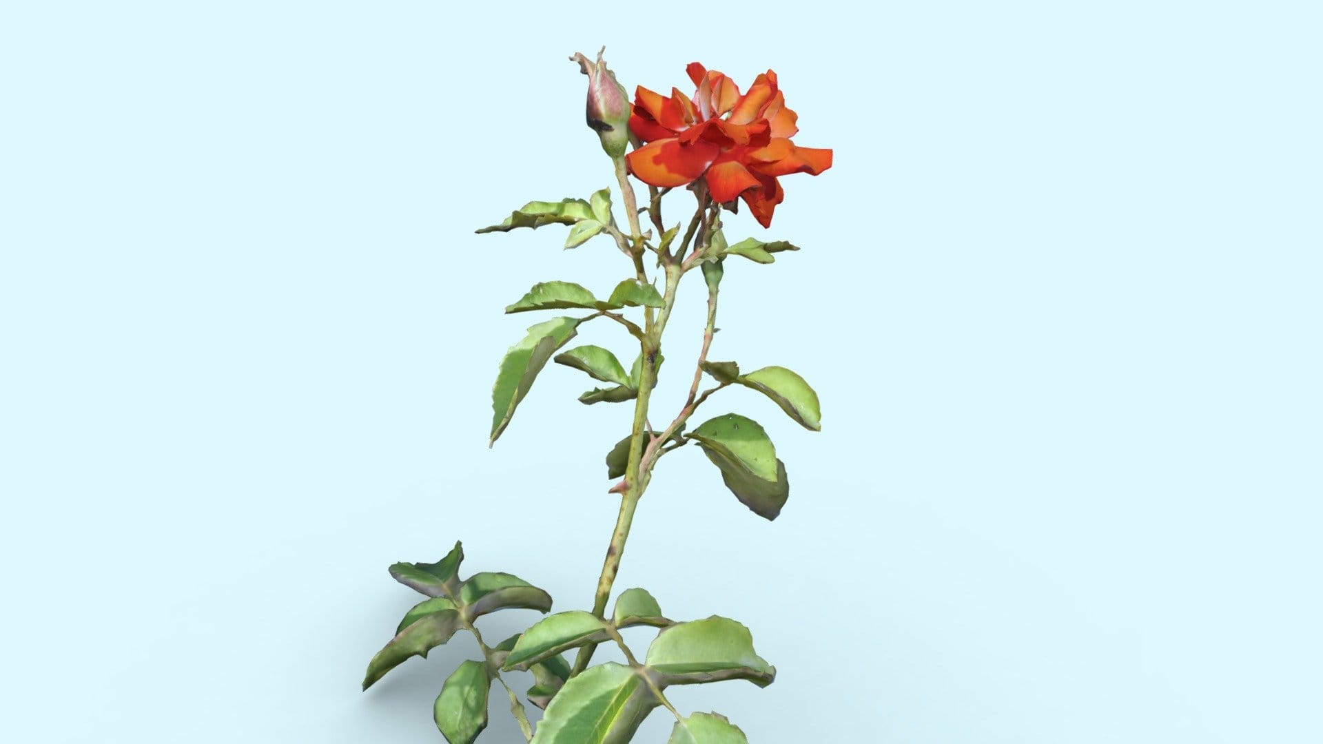 Red Rose - Photogrammetry Flower Nature - OPEN3DSEA