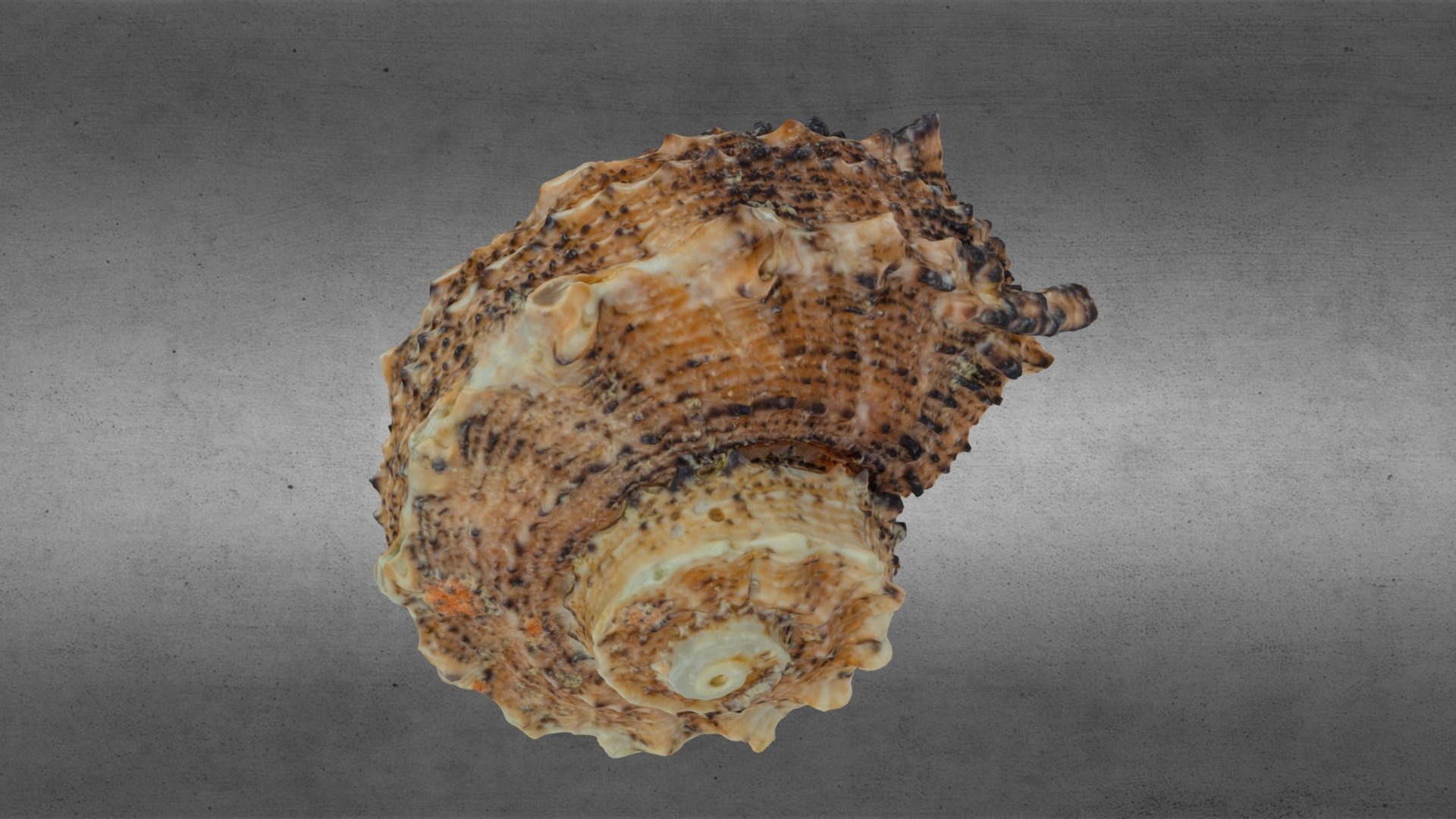 Apple Murex Shell 3d scan - OPEN3DSEA