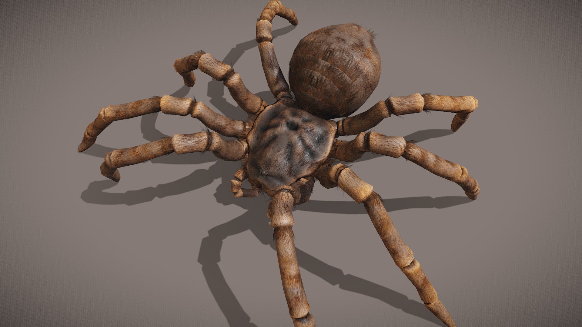 Furry Spider - OPEN3DSEA