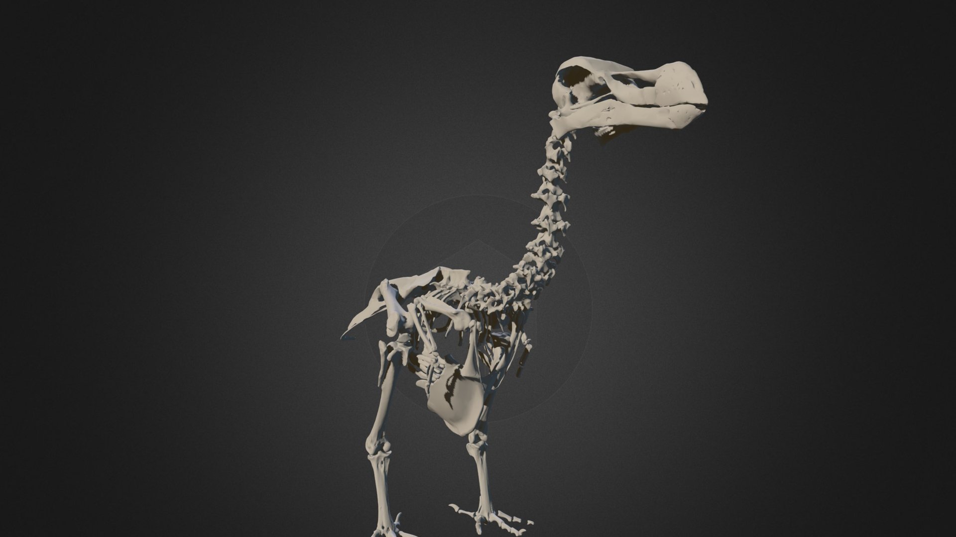 Durban Dodo Skeleton - Anatomically Correct Pose - OPEN3DSEA