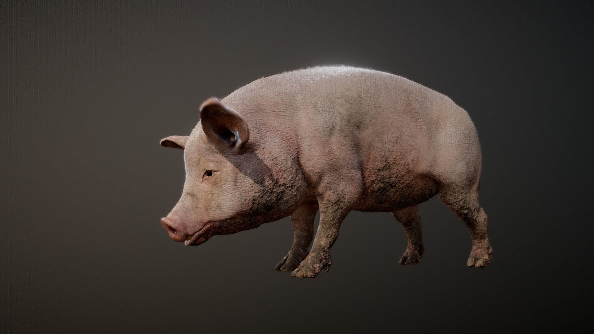 PIG ANIMATIONS - OPEN3DSEA