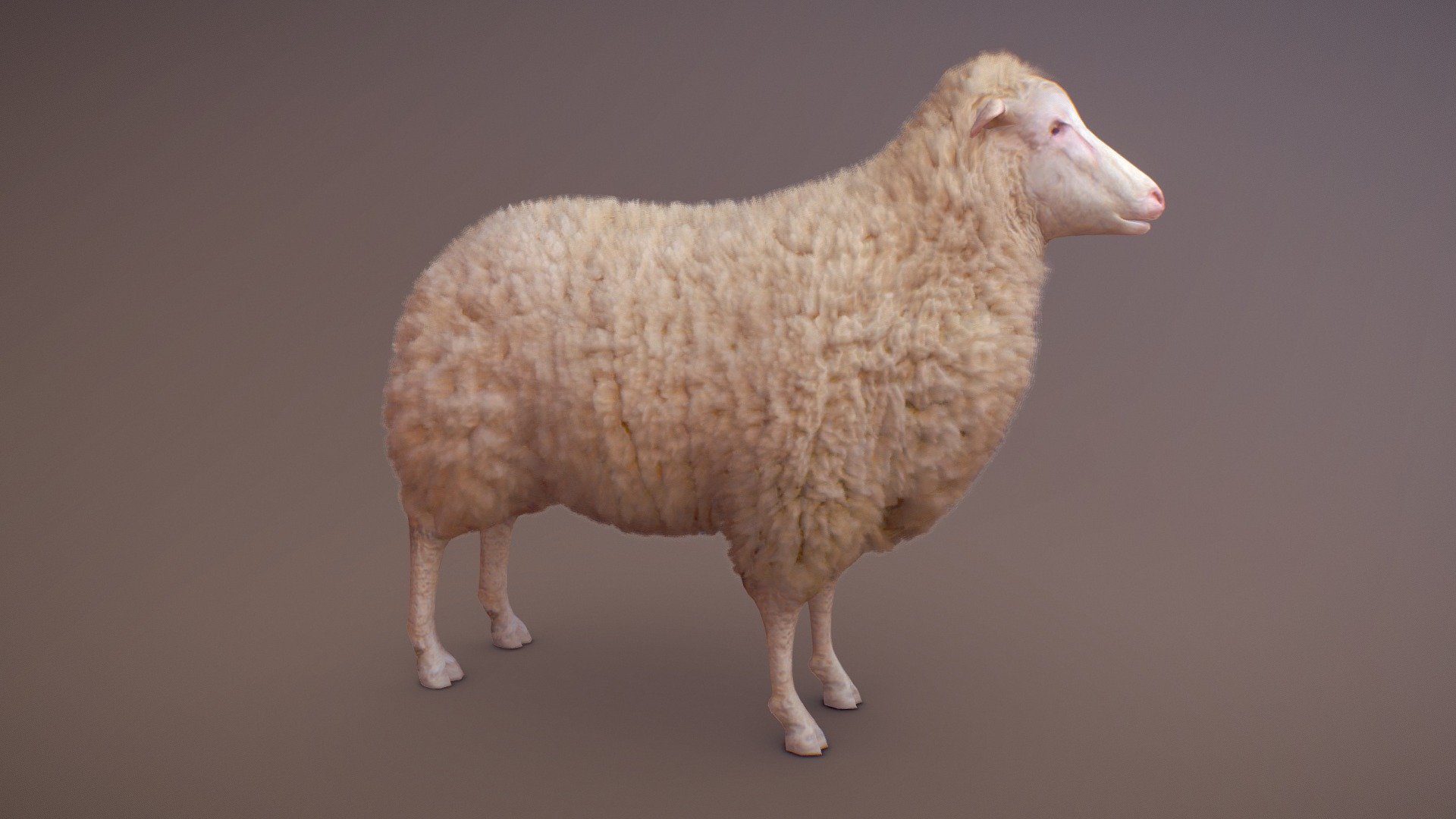 Sheep test - OPEN3DSEA