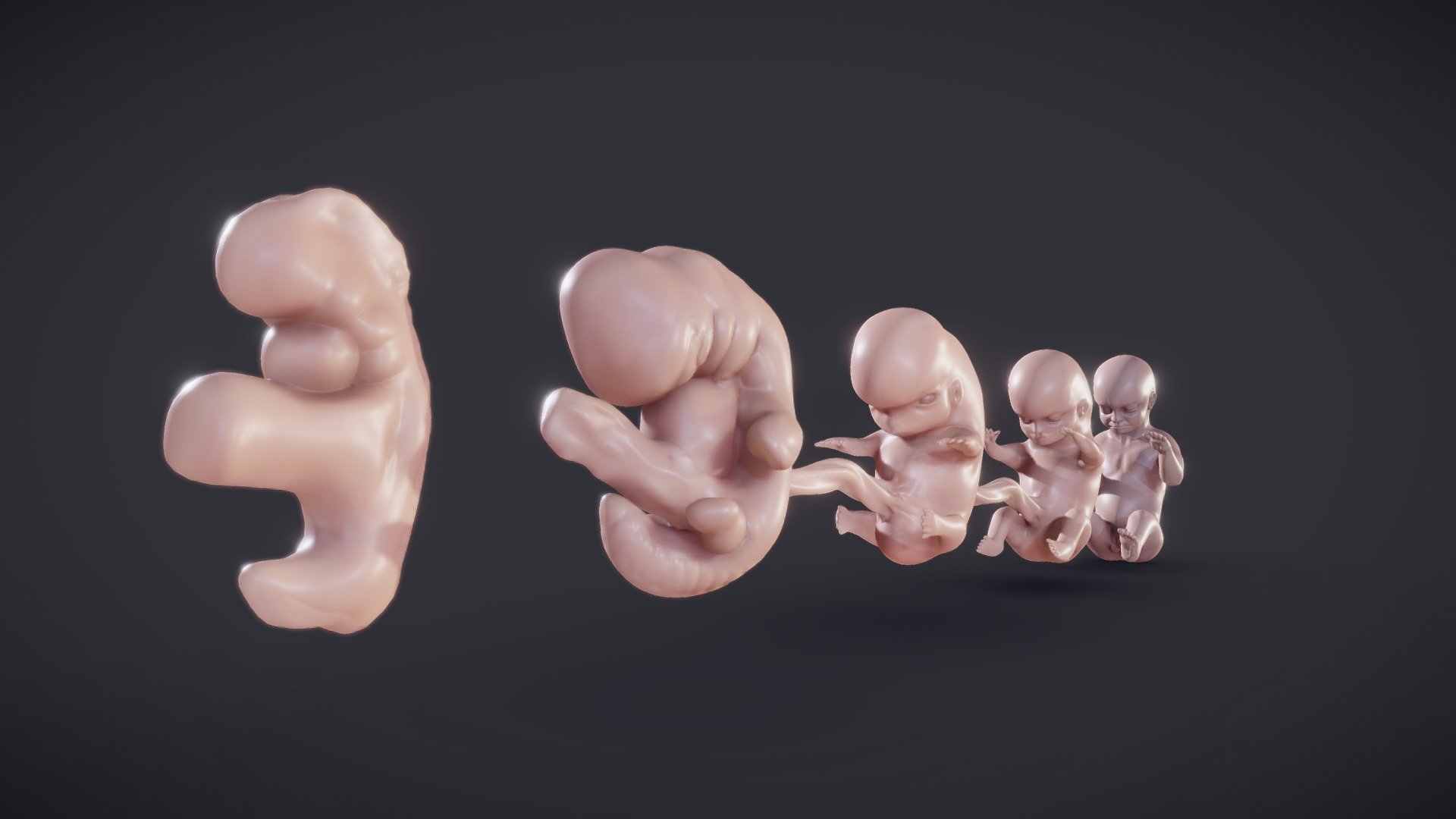 Baby stages (Fetal Development) - OPEN3DSEA