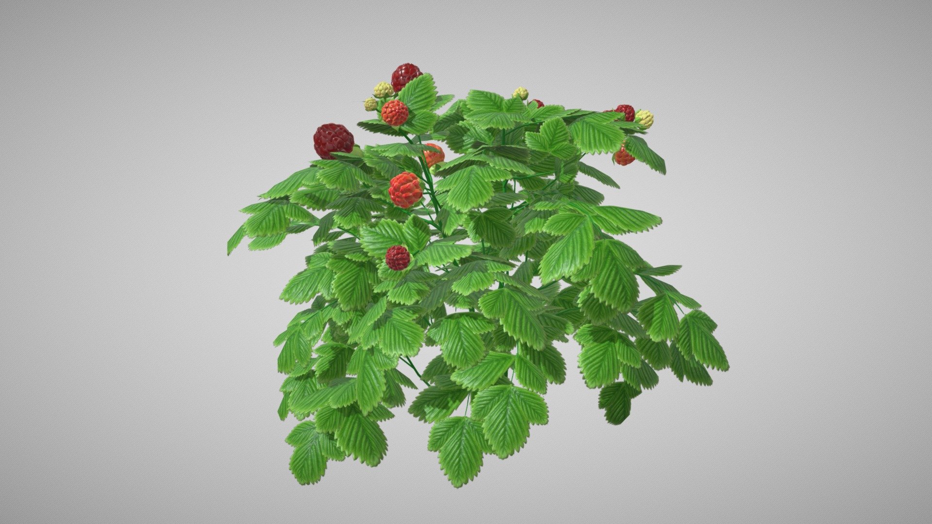 berry tree - OPEN3DSEA