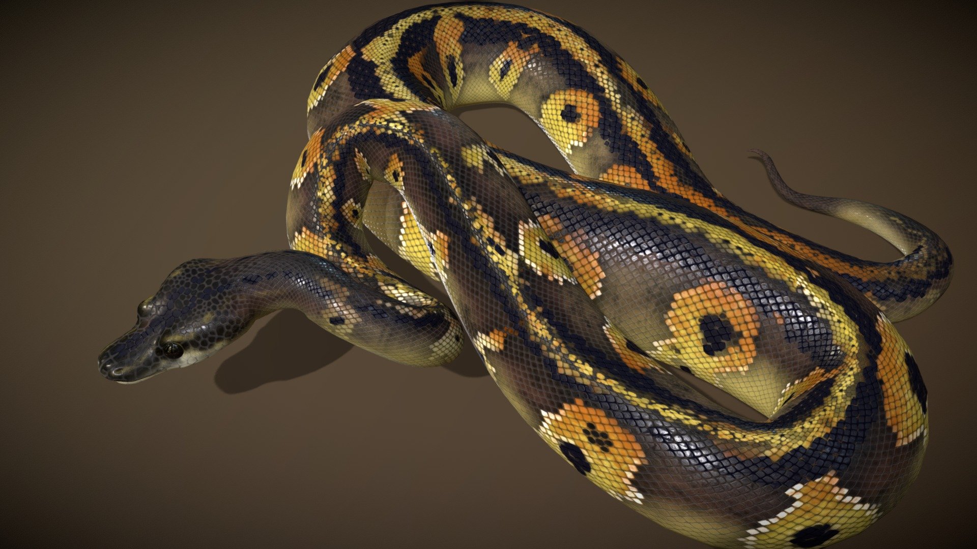 Blackhead Ball Python - OPEN3DSEA