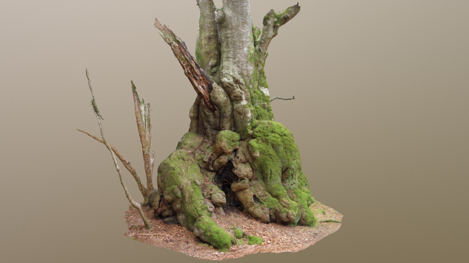 Bulgy Gnarled Beech Tree - OPEN3DSEA