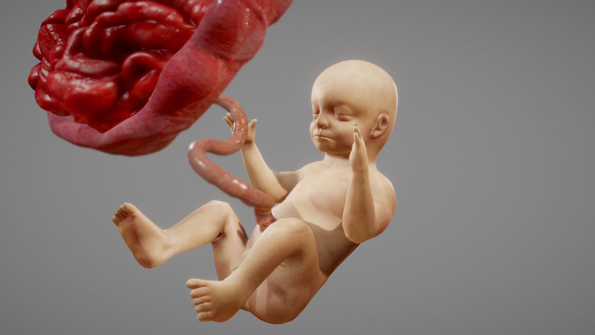 Fetus (Animated) - OPEN3DSEA