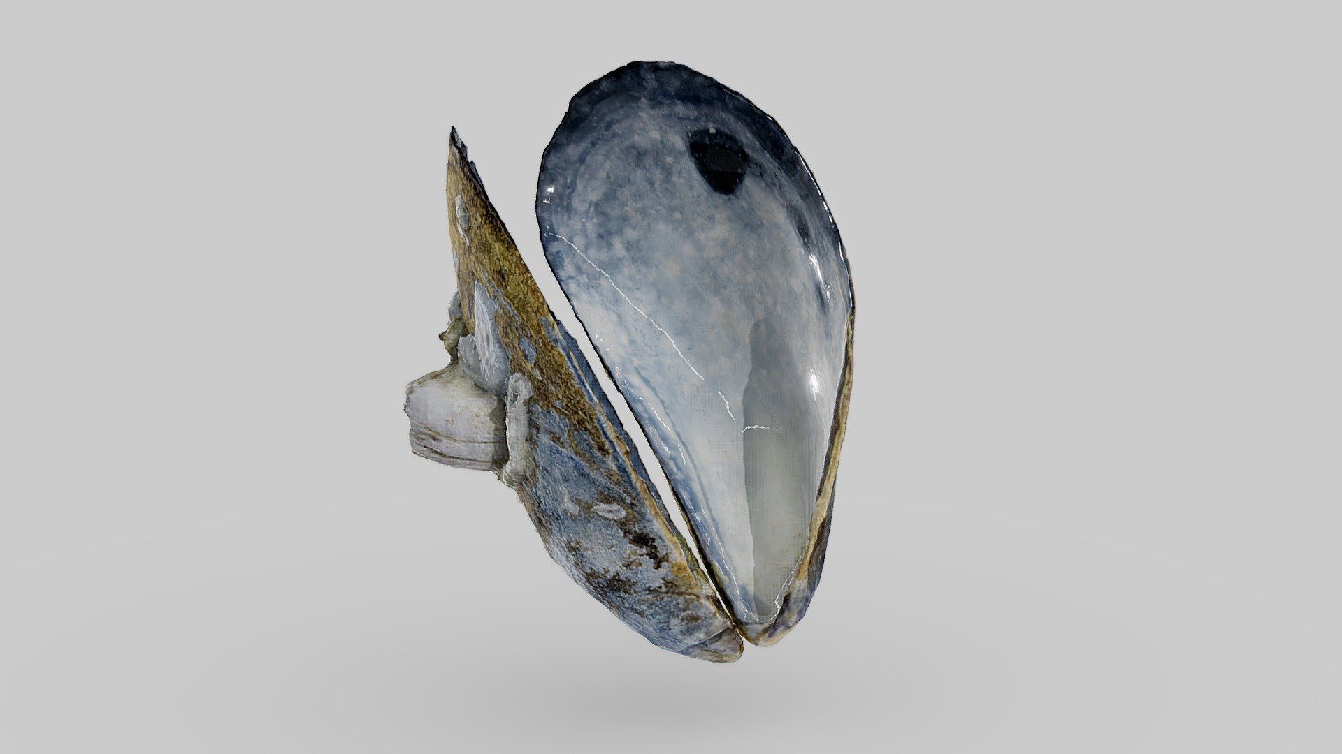Mussel Shell from Montauk Beach - OPEN3DSEA