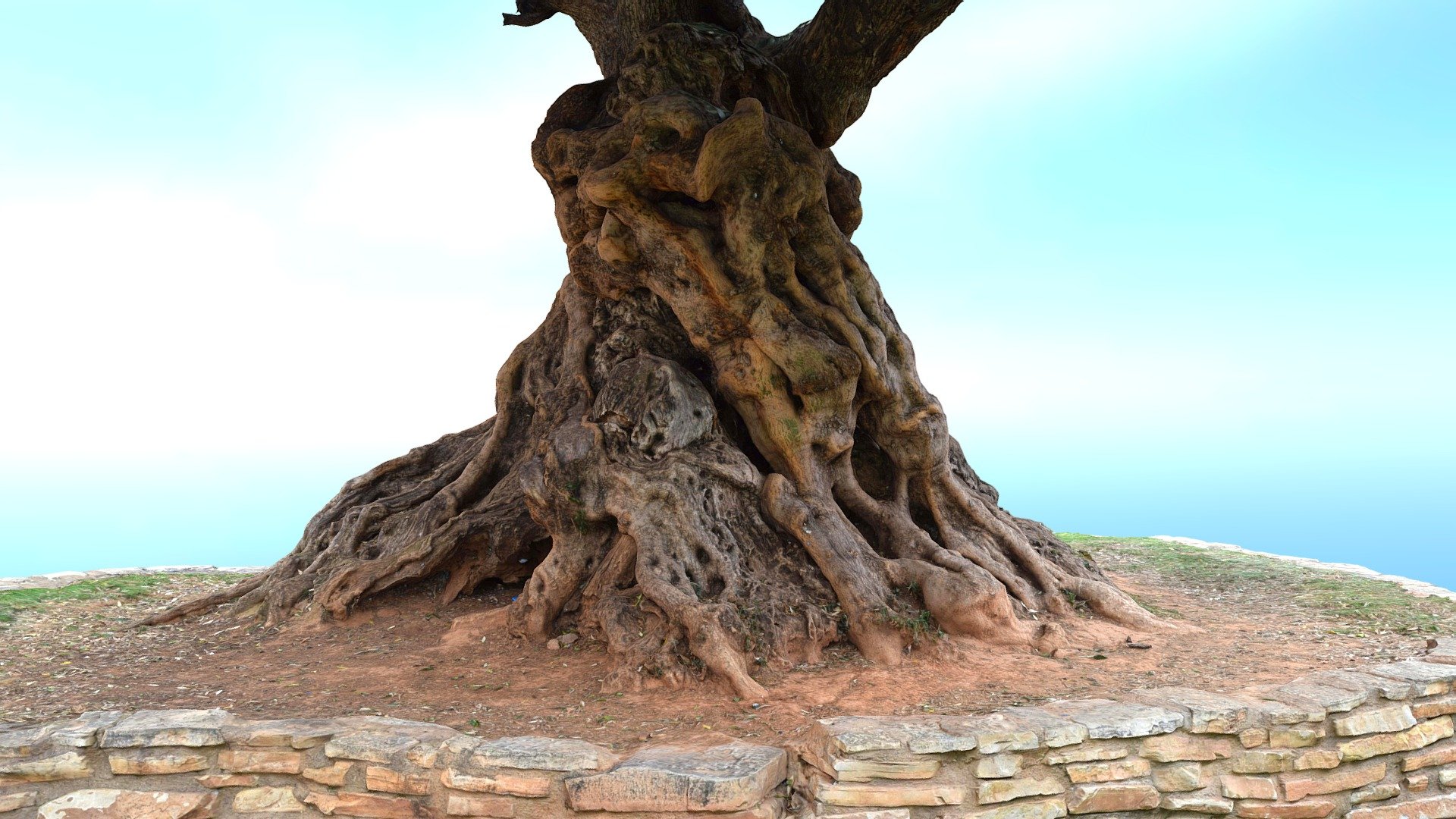 Olive tree - OPEN3DSEA