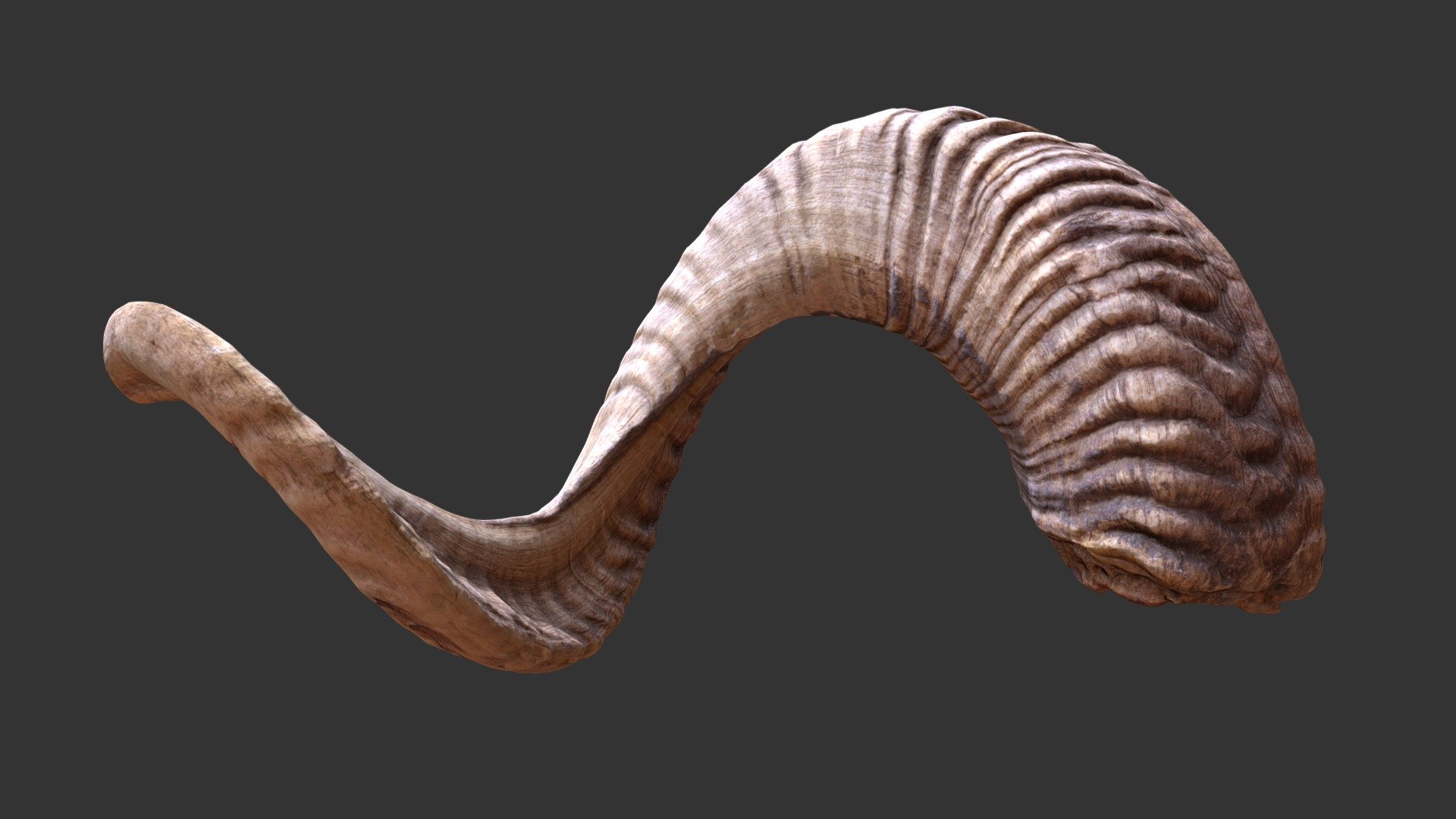 Ram Horn 3D Model Download - Game Ready Asset | Open3DSea