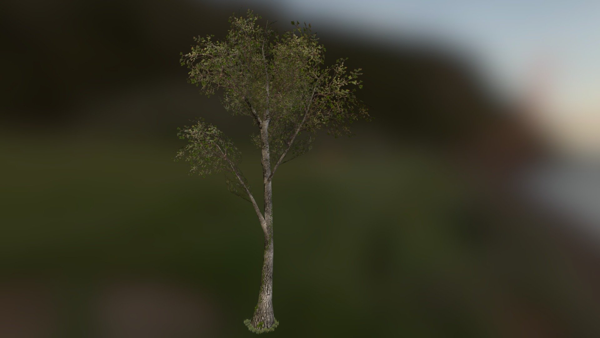 Updated Low poly generic tree - OPEN3DSEA