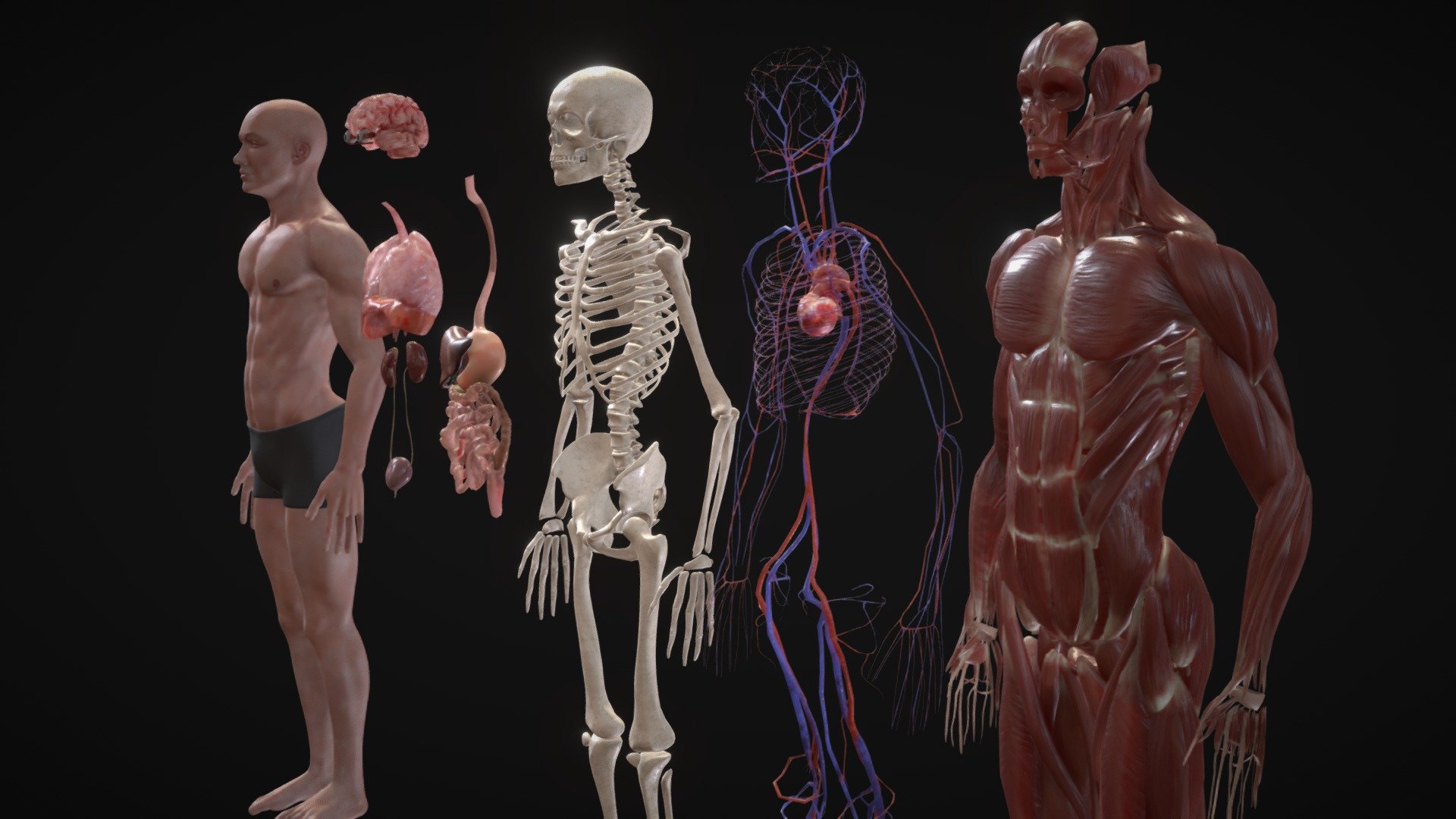 Animated Full Human Body Anatomy - OPEN3DSEA