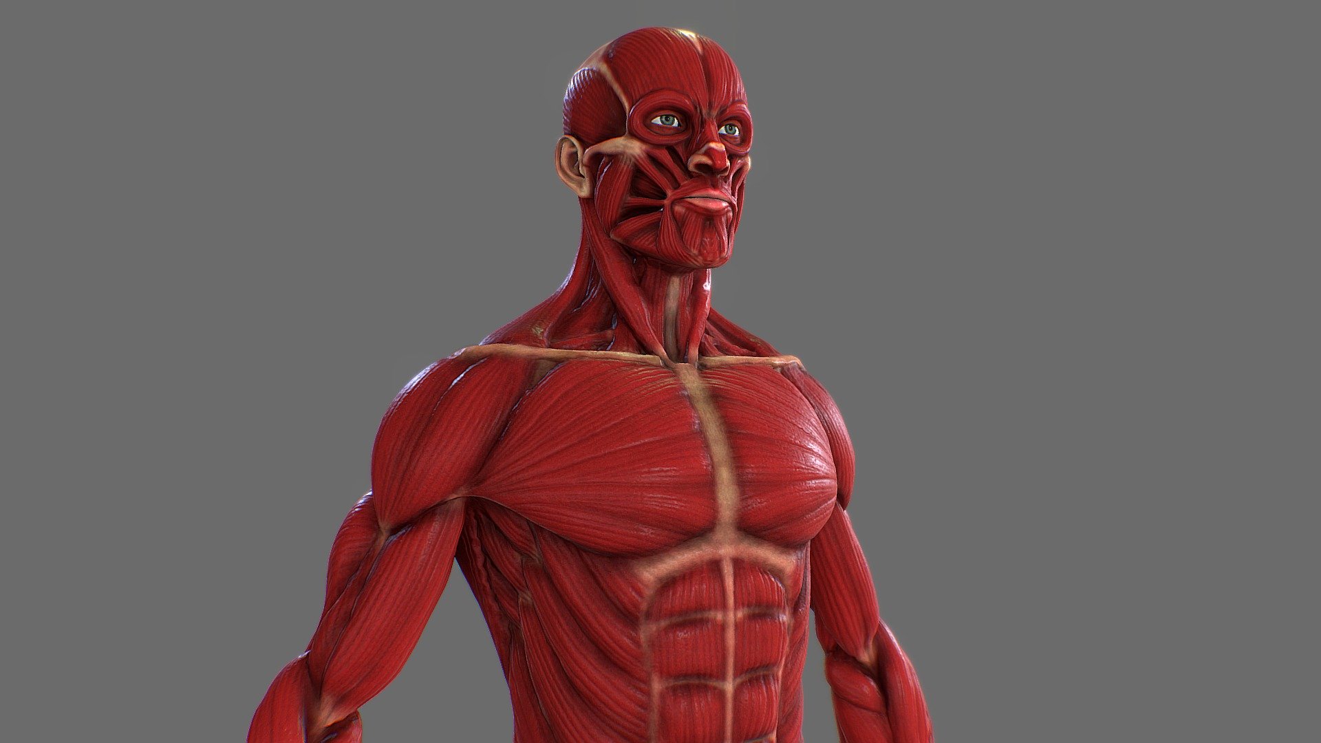 Ecorche - Anatomy Human Male Musculature - OPEN3DSEA