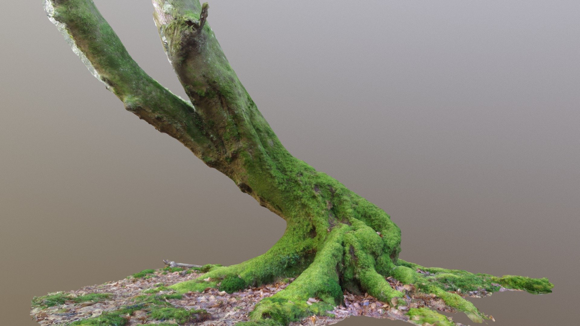 Curvy Mossy Beech Tree - OPEN3DSEA