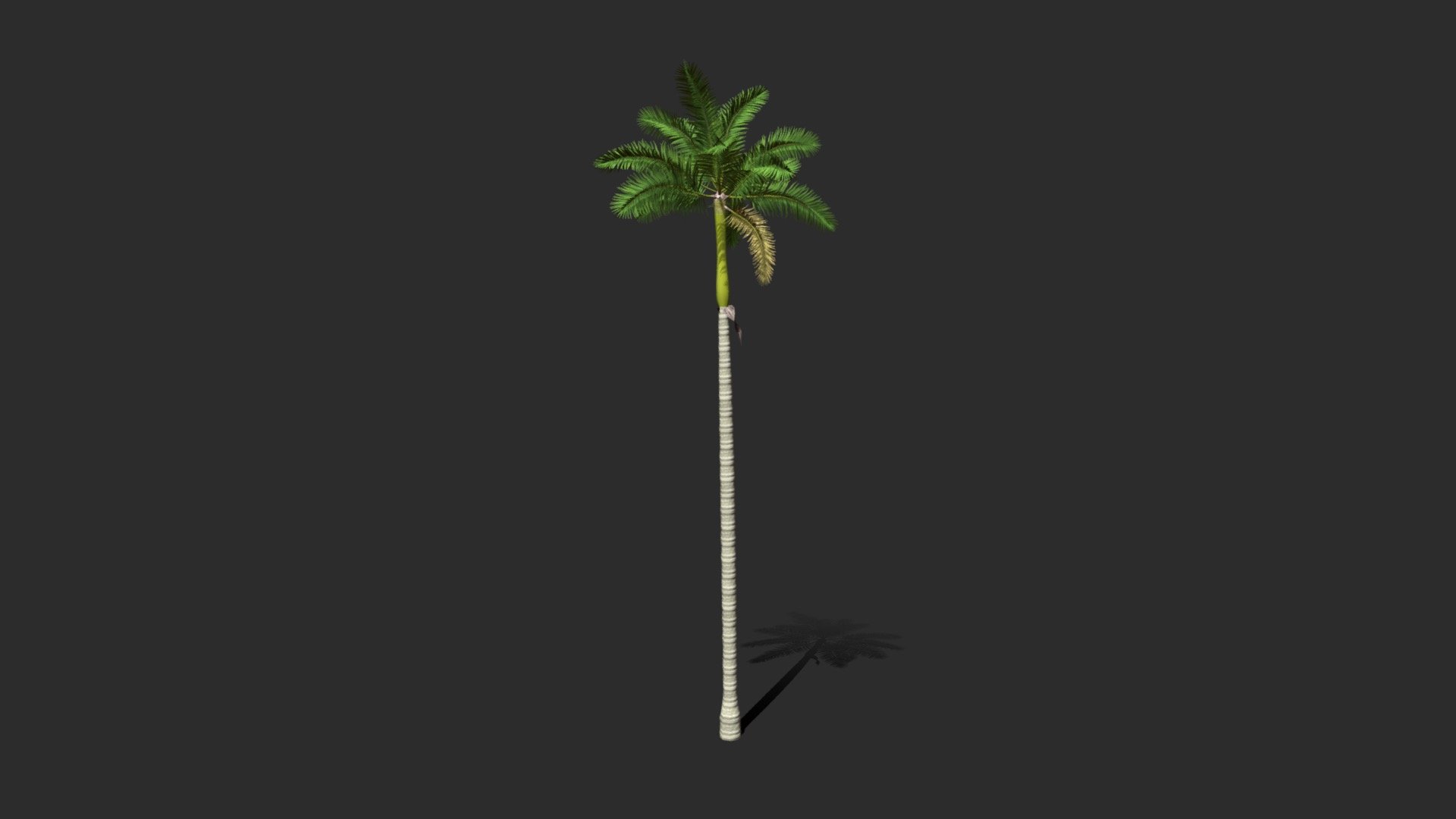 Florida Royal Palm Tree - OPEN3DSEA