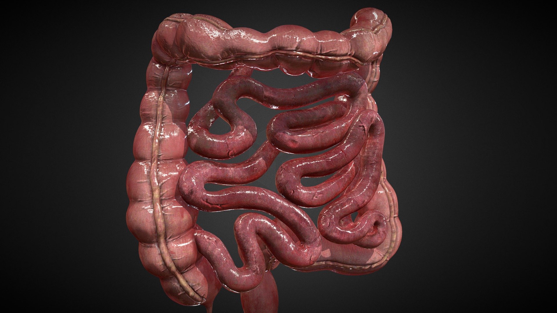 Human Intestines - OPEN3DSEA