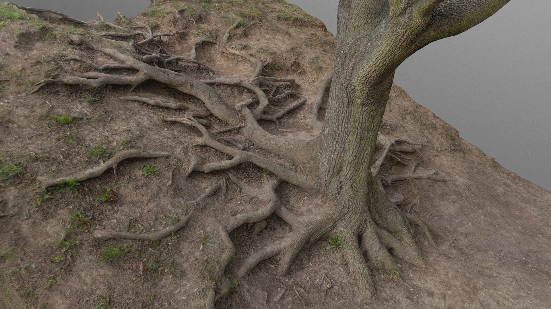 Intertwined maple tree roots - OPEN3DSEA