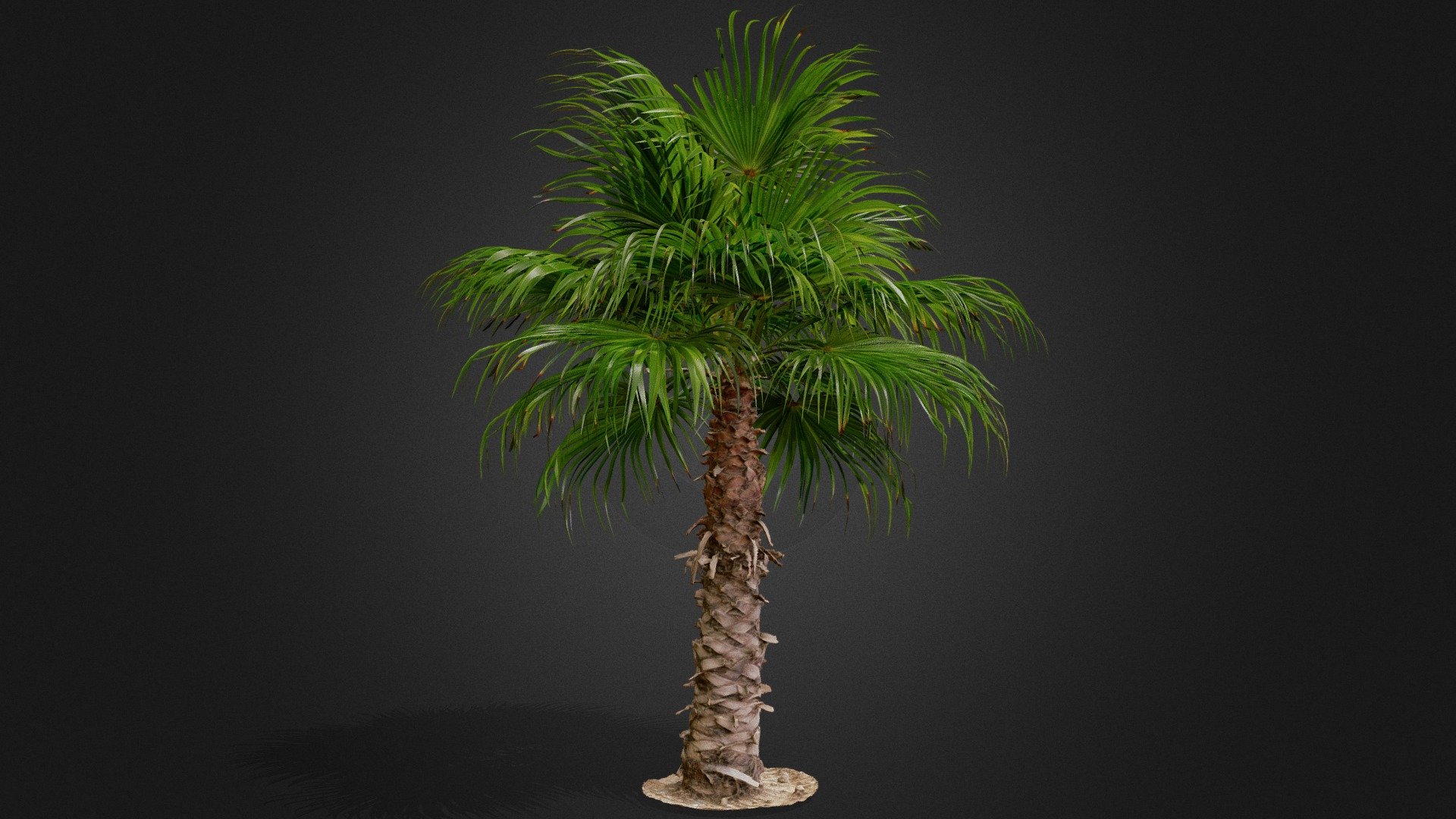 Palm tree A23 - OPEN3DSEA