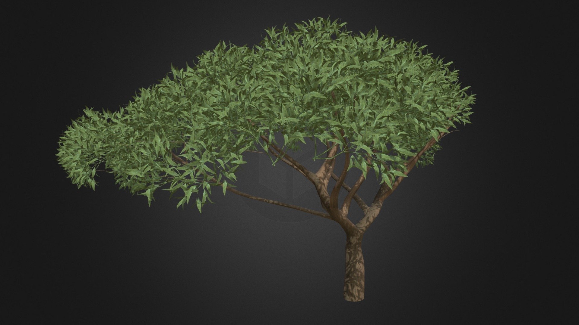 Thorn Tree - OPEN3DSEA