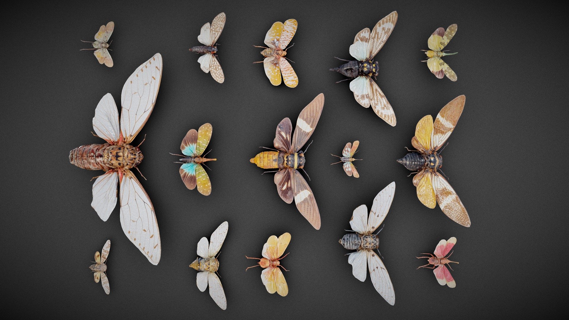 15 Cicadas Collection - OPEN3DSEA