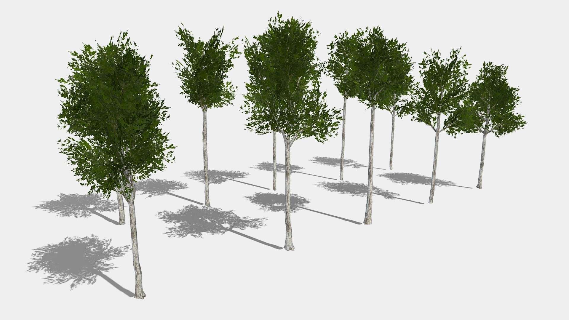 Birch Tree - OPEN3DSEA