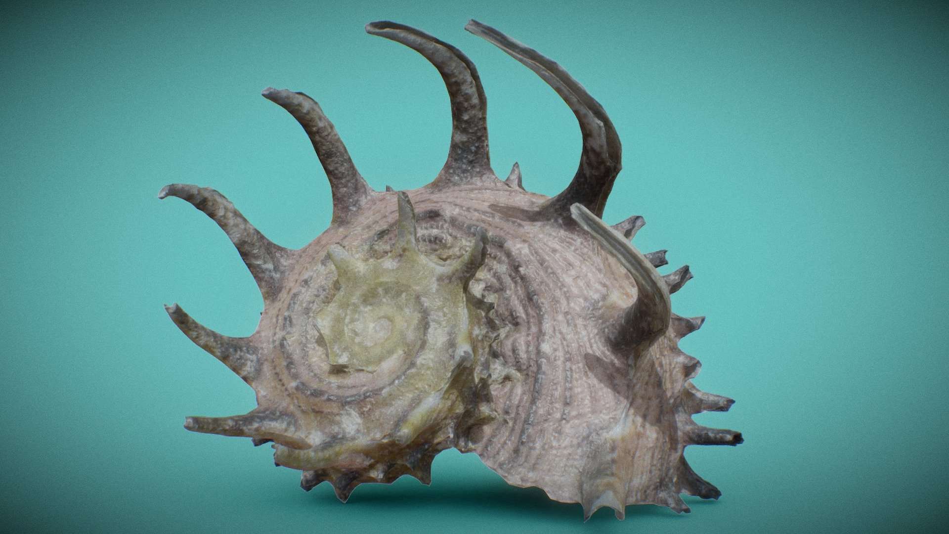 Crown Shell - OPEN3DSEA