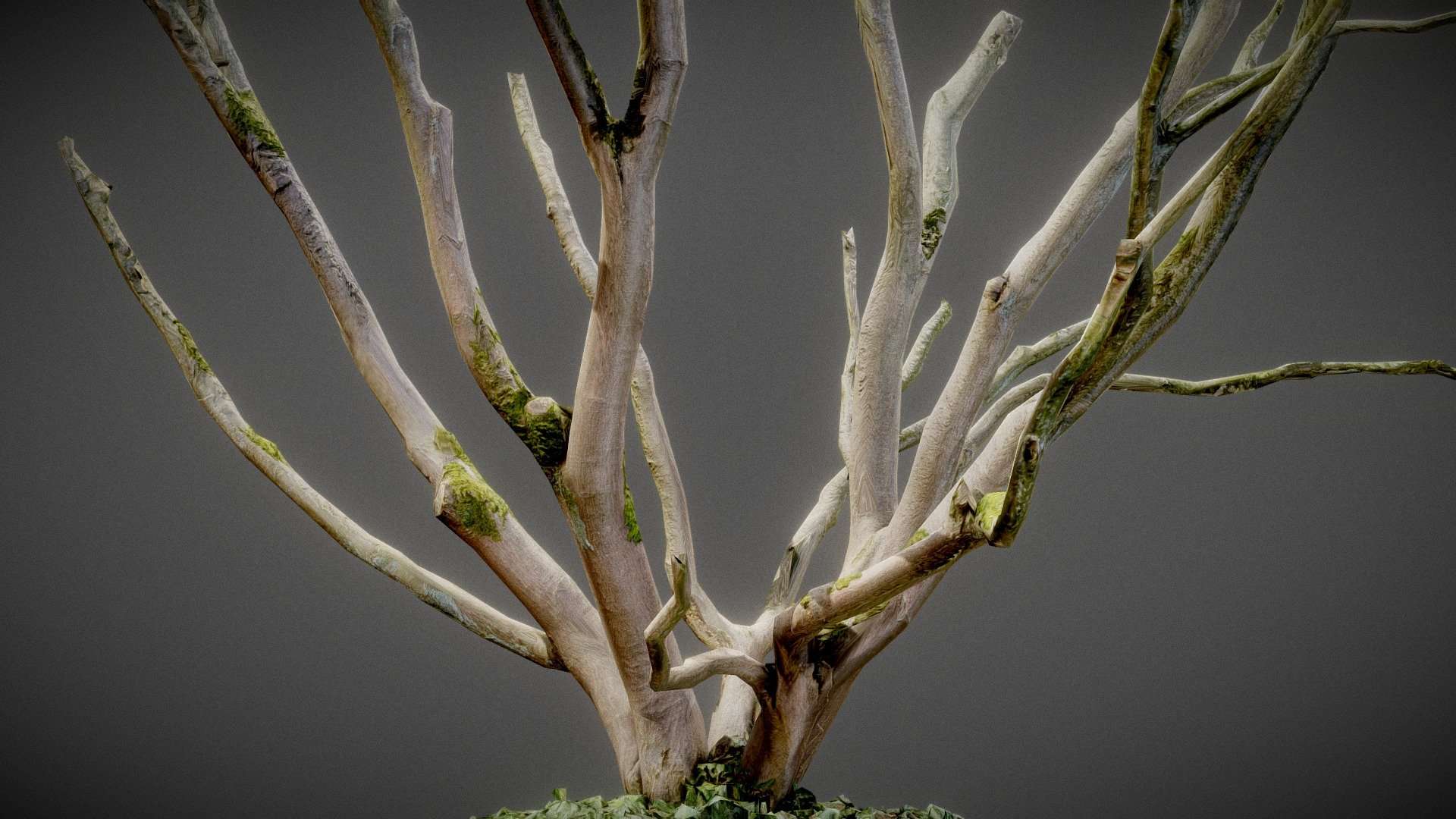 Curly Tree - OPEN3DSEA
