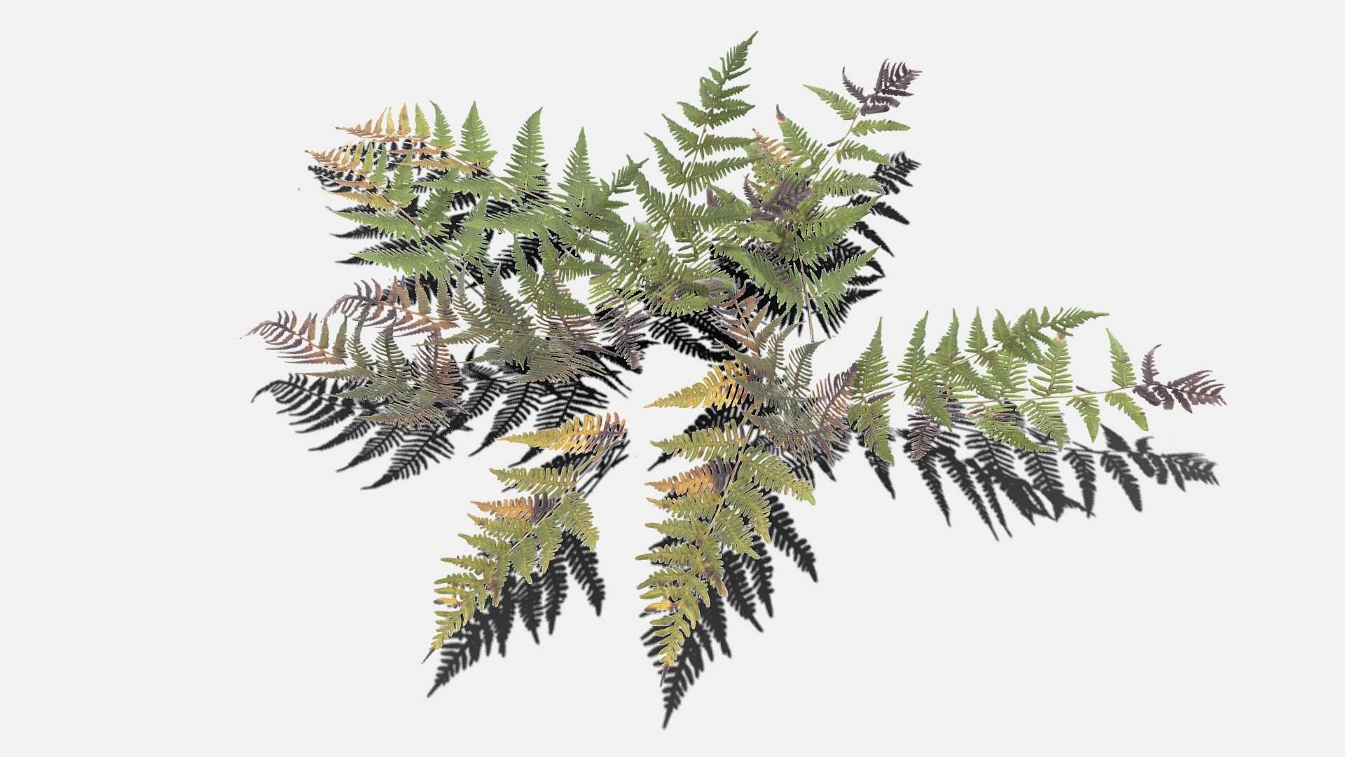 Dead Fern - OPEN3DSEA