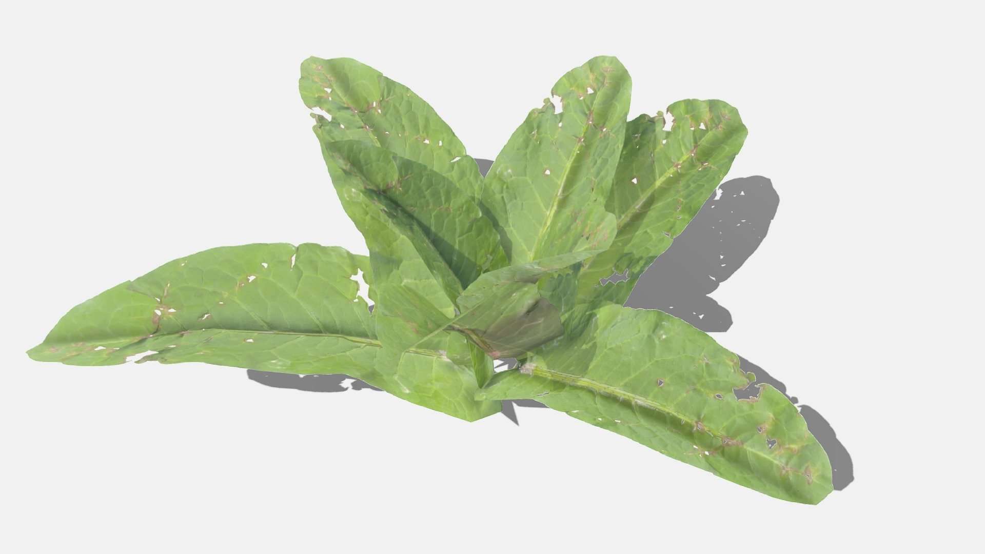 Doc Leaf - OPEN3DSEA