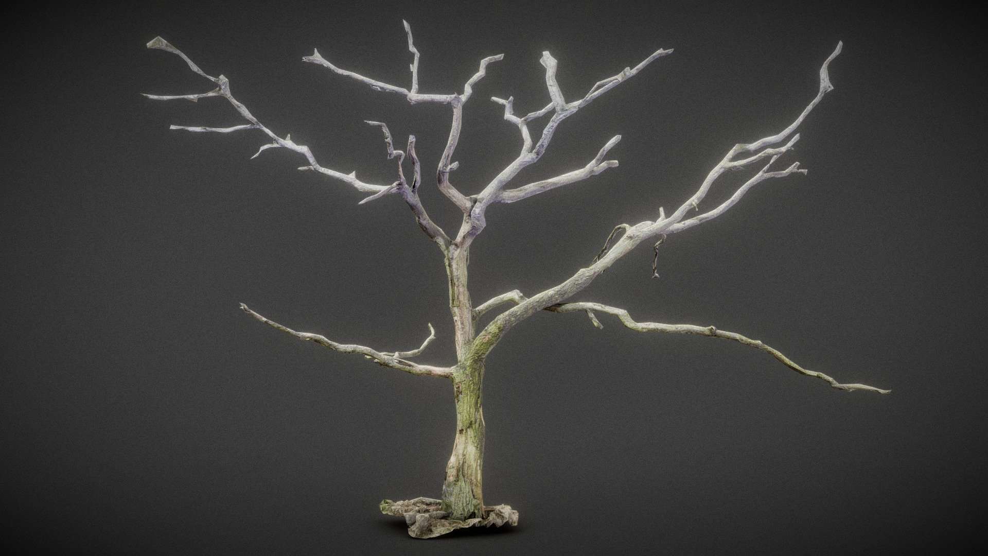 Lonesome Tree - OPEN3DSEA