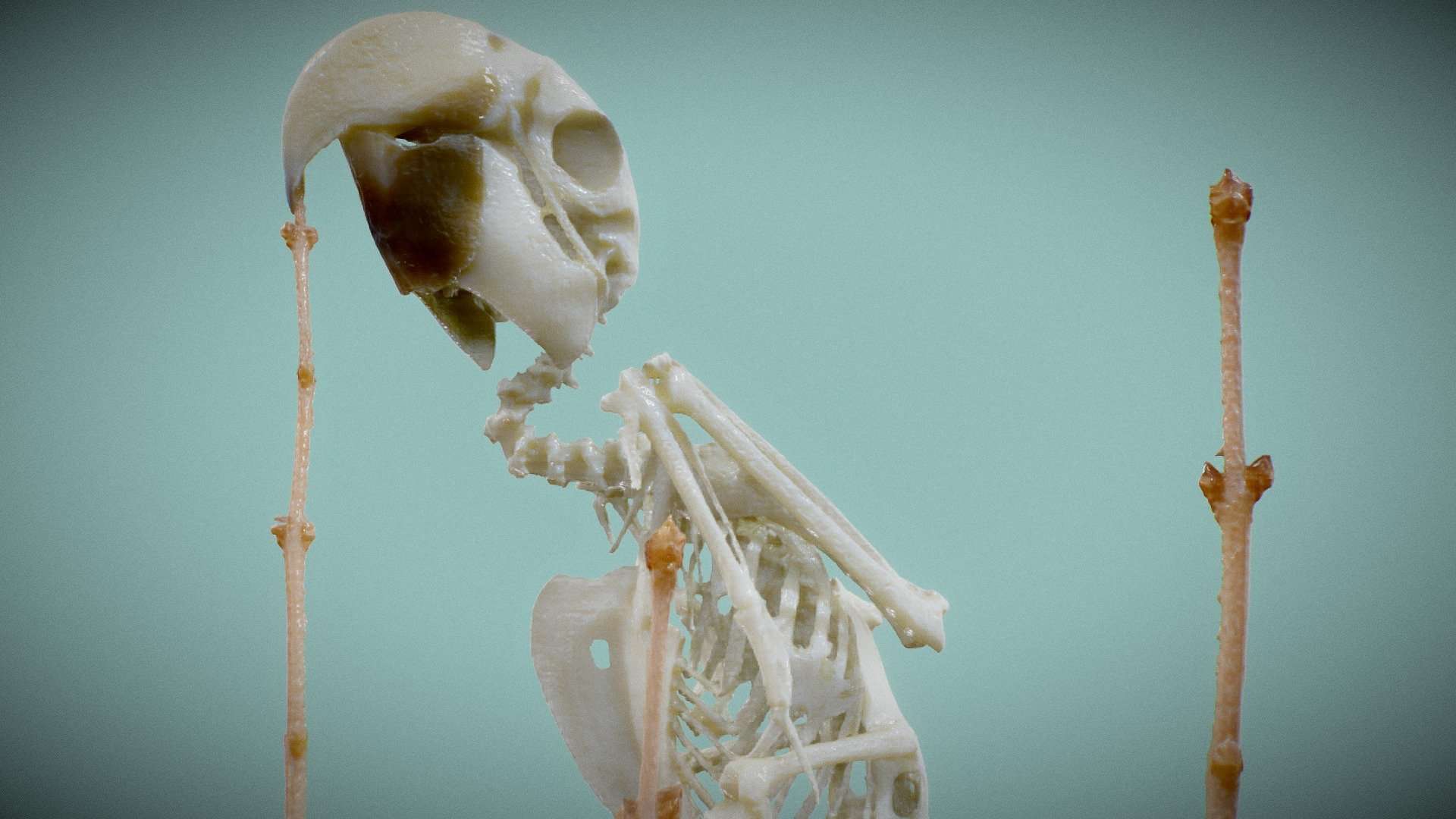 Parrot Skeleton - OPEN3DSEA