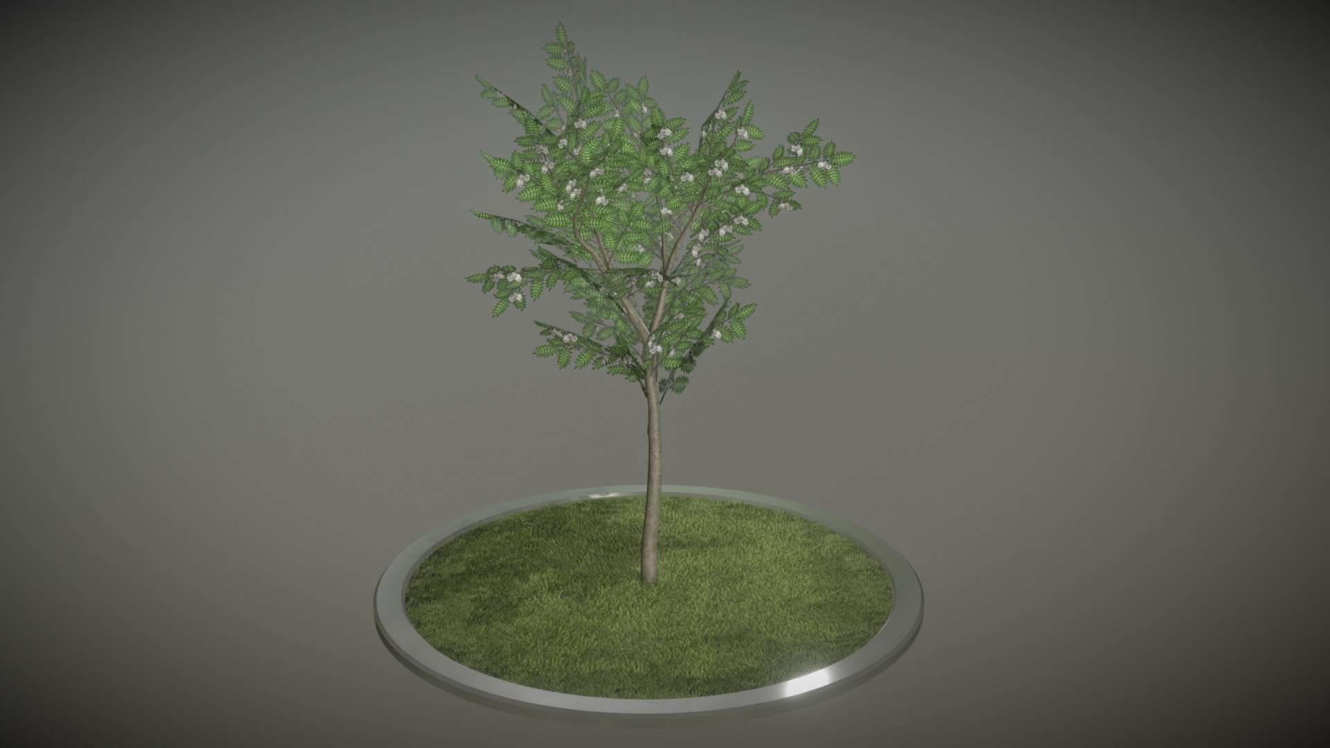Rowan Tree - Sorbus-Aucuparia - 4m - Spring - OPEN3DSEA