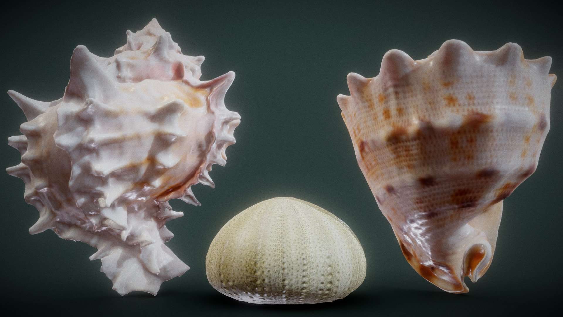 Shell Collection - OPEN3DSEA