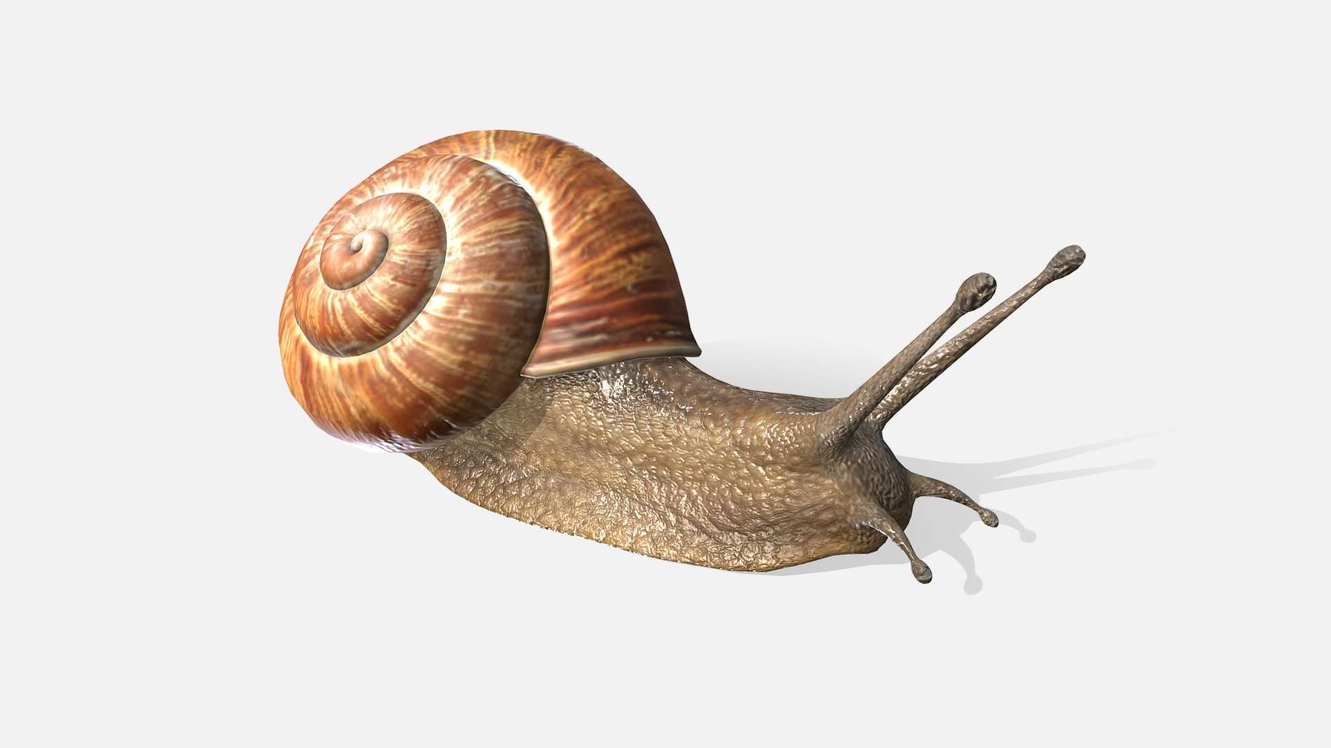 Snail - OPEN3DSEA