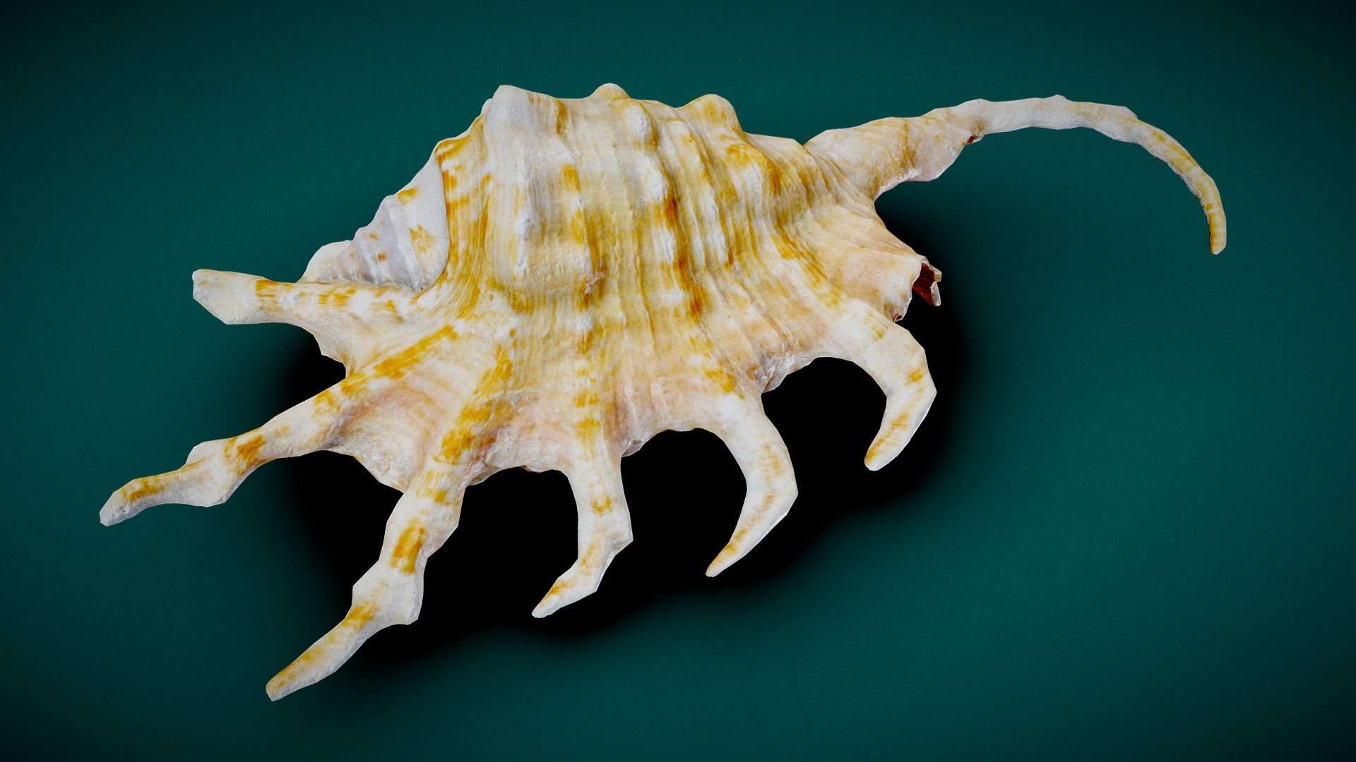 Tail Shell - OPEN3DSEA