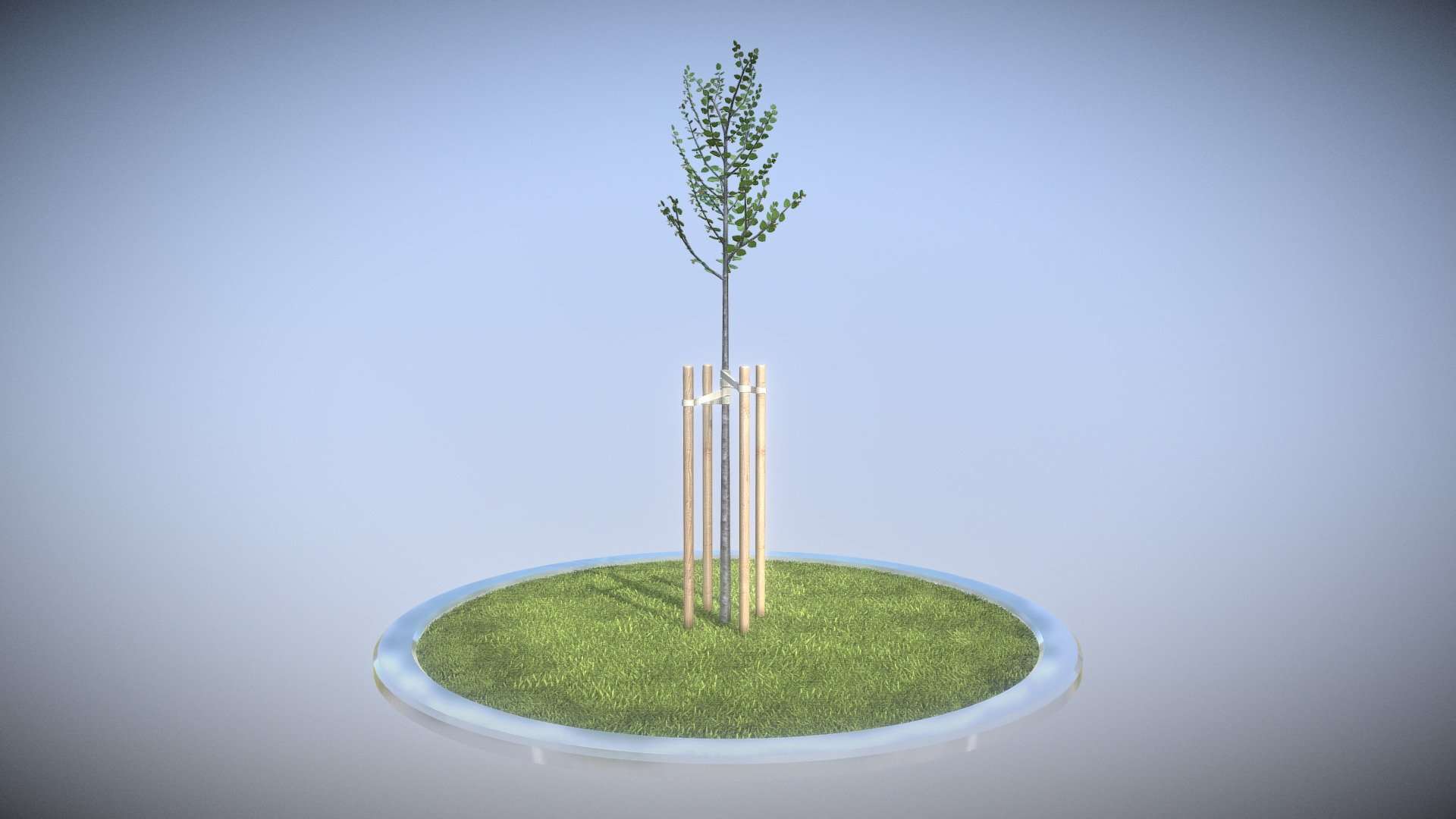 Tilia Tree 2 Meters in Spring Season - OPEN3DSEA