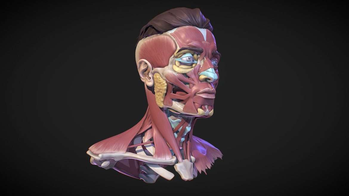 Ecorche Facial anatomy 3D Model Download - Game Ready Asset | Open3DSea