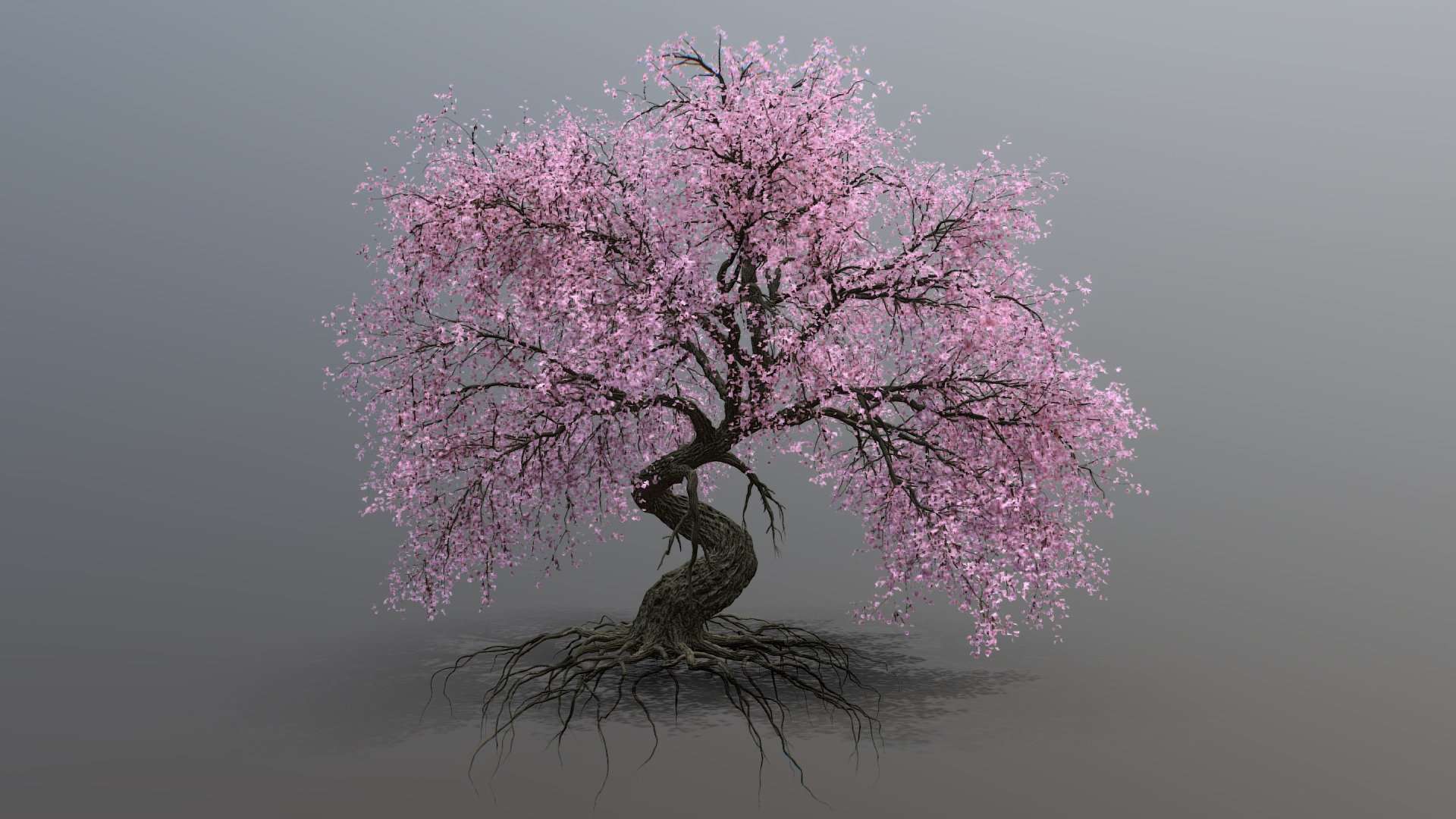 Ancient Sakura/Cherry Blossom Tree - OPEN3DSEA